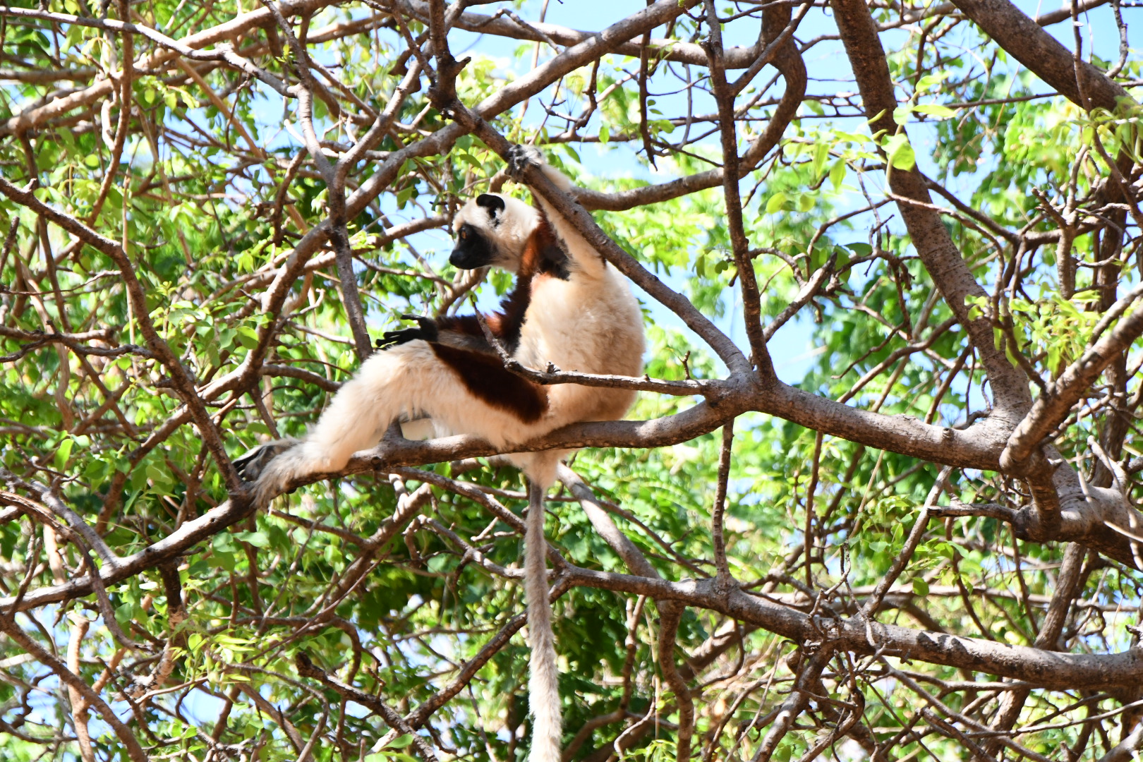 Where in the World is Madagascar? – OhThePlacesThatWeGo